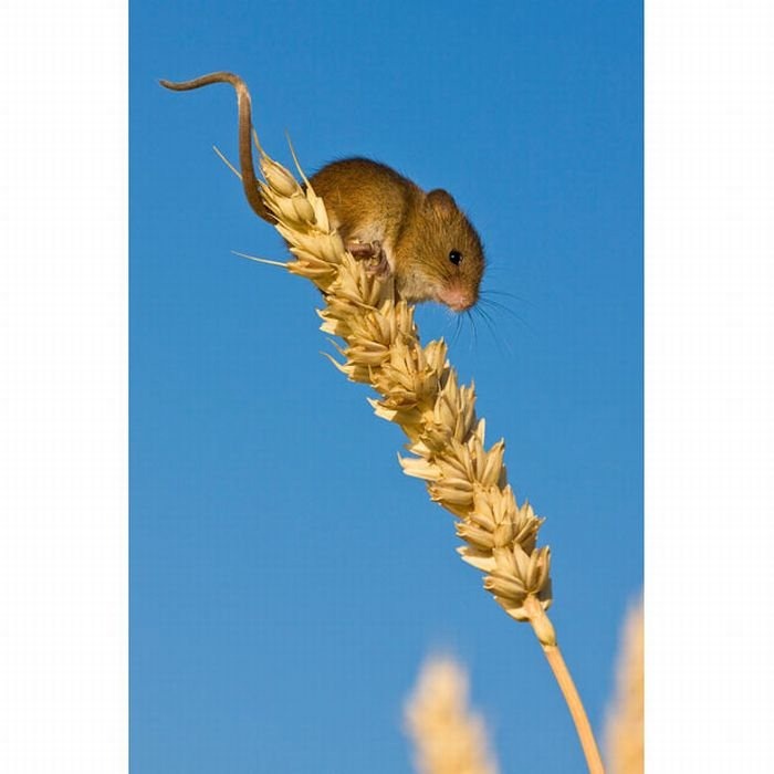 The Secret Life of the Harvest Mice | Amusing Planet